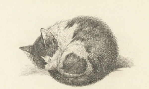How to Draw & Paint Cats | Step-by-Step Tutorial with Examples