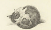 How to Draw & Paint Cats | Step-by-Step Tutorial with Examples