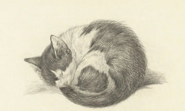 How to Draw & Paint Cats | Step-by-Step Tutorial with Examples